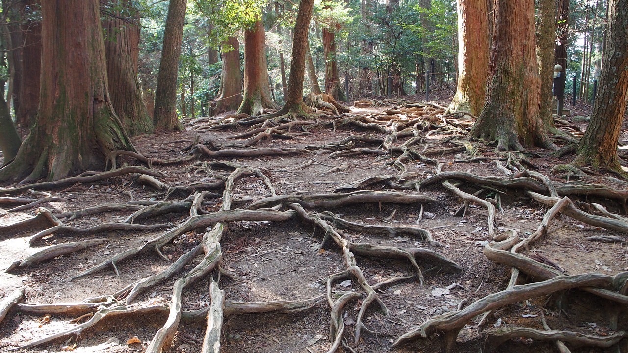 Intertwining Roots – A Lesson on Community | joanneeddy's blog