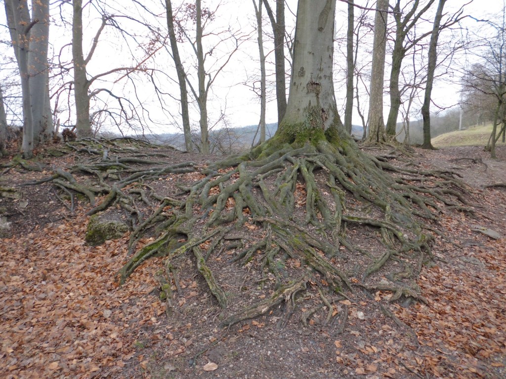 Intertwining Roots – A Lesson on Community | joanneeddy's blog
