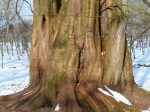 Intertwining Roots – A Lesson on Community | joanneeddy's blog