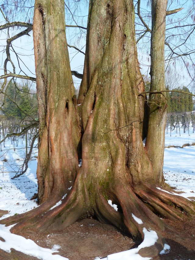 Intertwining Roots – A Lesson on Community | joanneeddy's blog